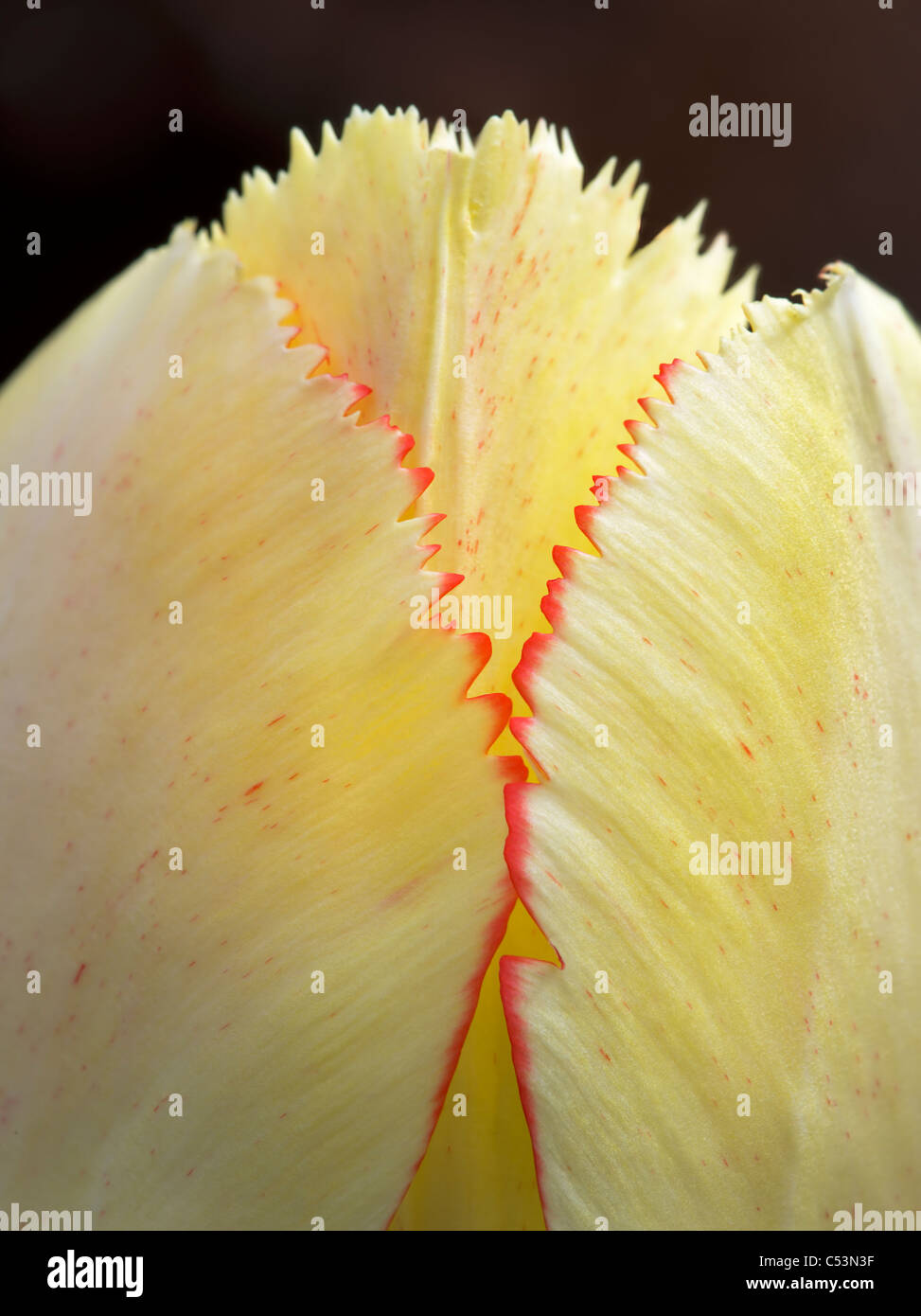 Fringed bloom hi-res stock photography and images - Alamy