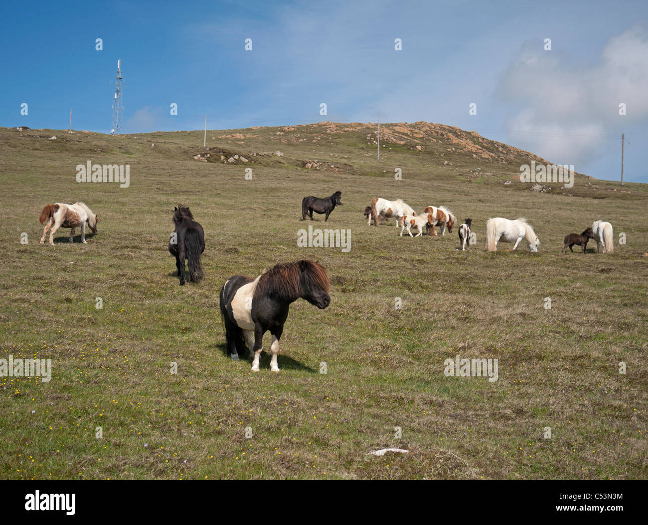Shetland ponies grazing on upland pastures, Baltasound, Unst, Shetland ...