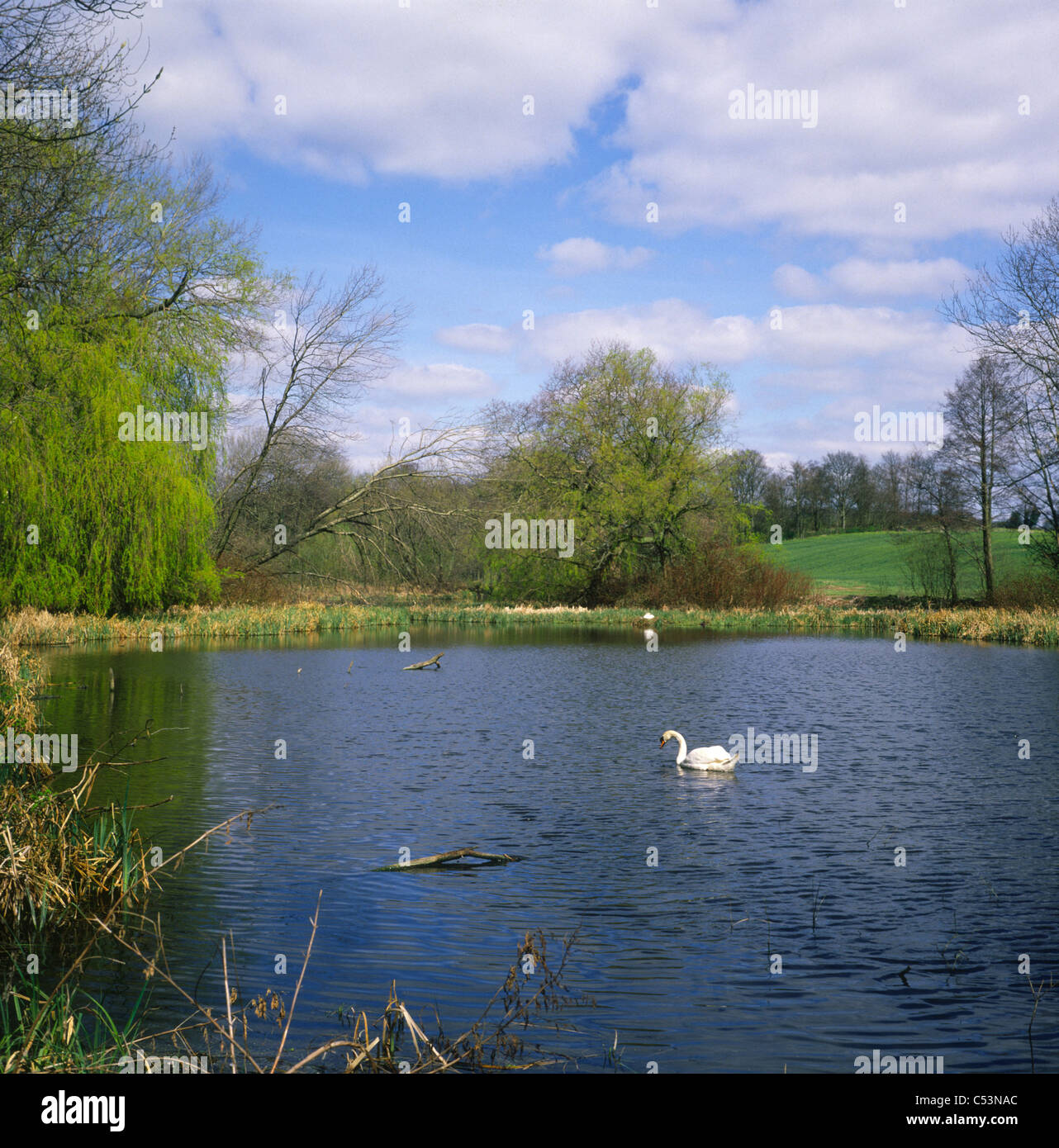 Lake at Tewin Hertfordshire Stock Photo - Alamy