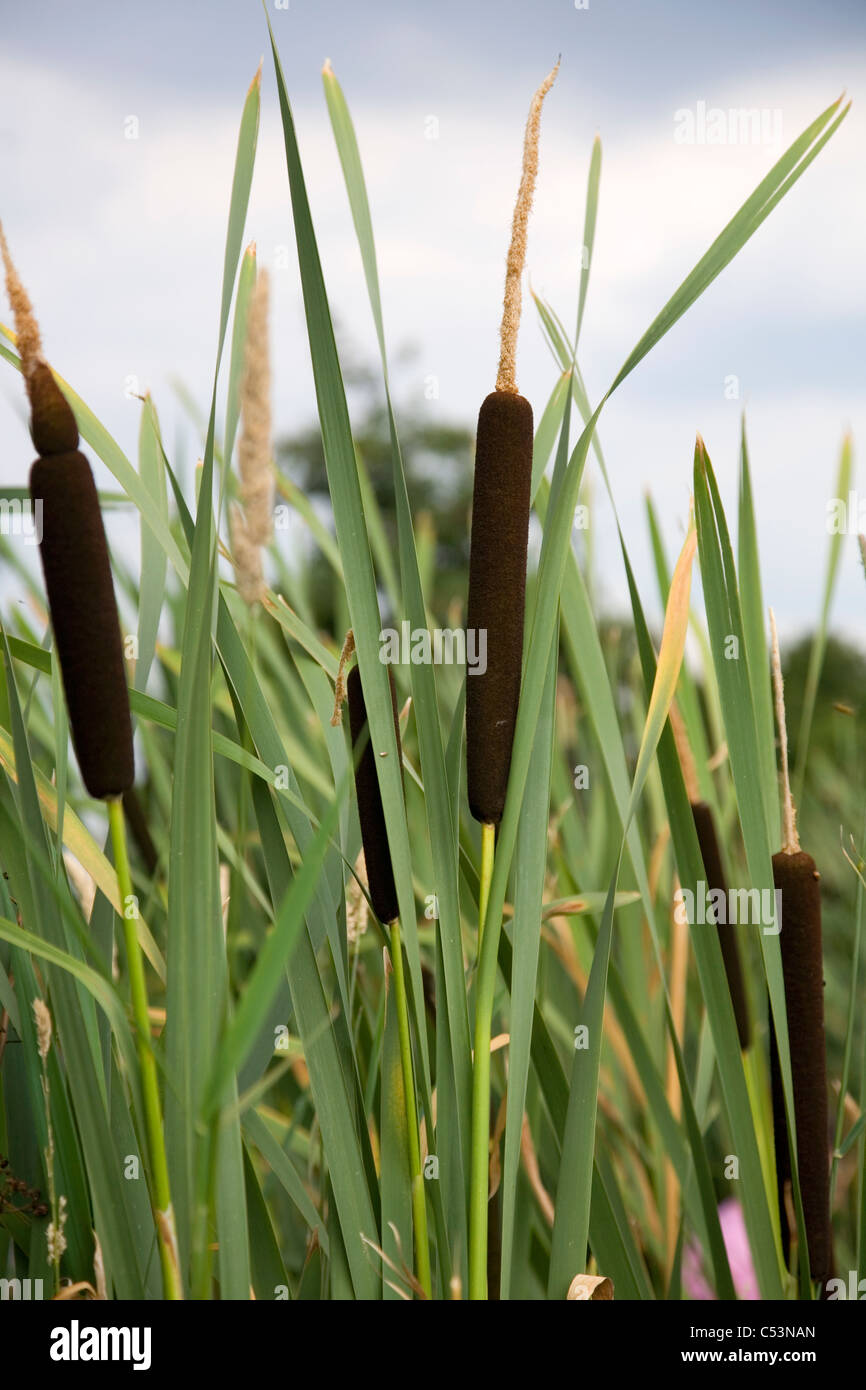 Cattail plants hi-res stock photography and images - Alamy
