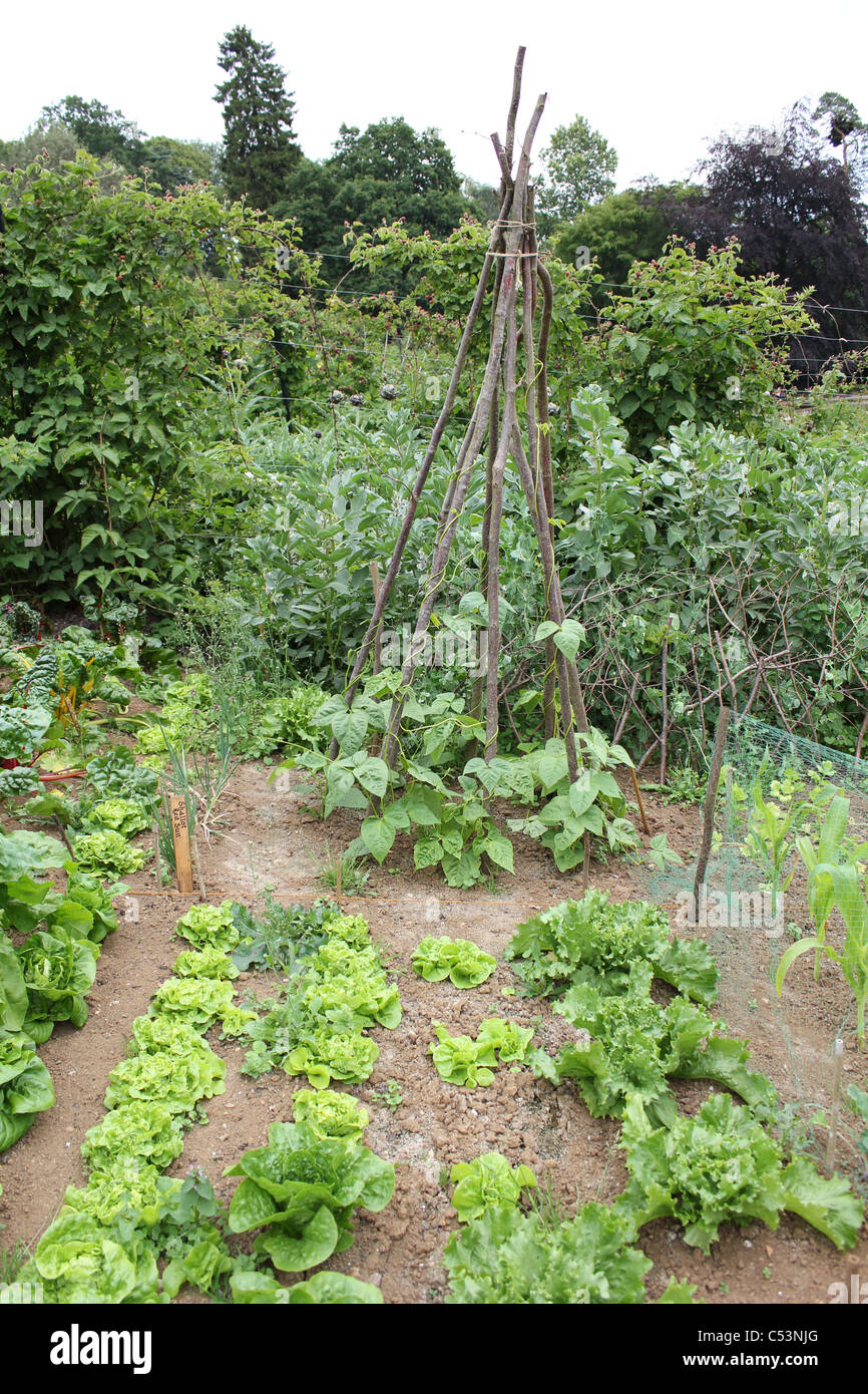 Vegetable garden allotment growing lettuce Stock Photo - Alamy