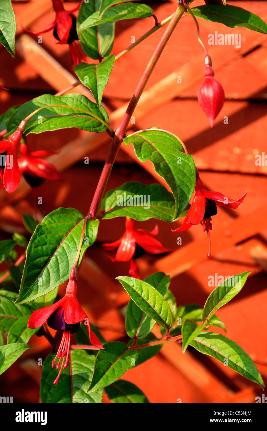 purple and red fushia Stock Photo - Alamy