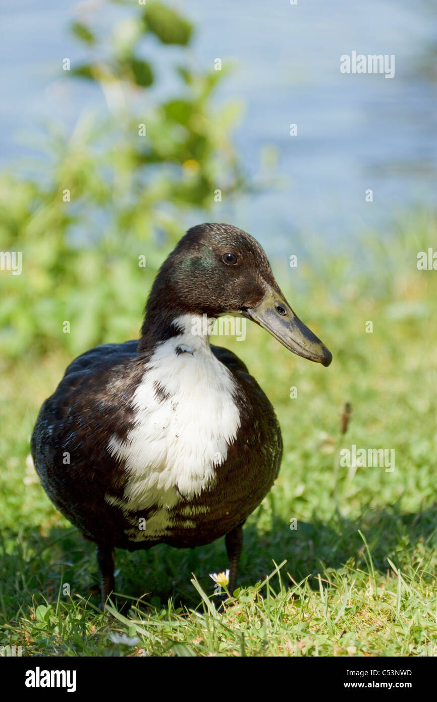portrait of brown colored duck standing near river Stock Photo - Alamy