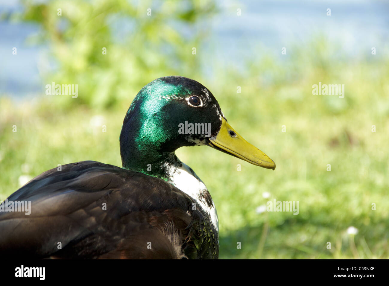 close-up view of beautiful drake Stock Photo - Alamy