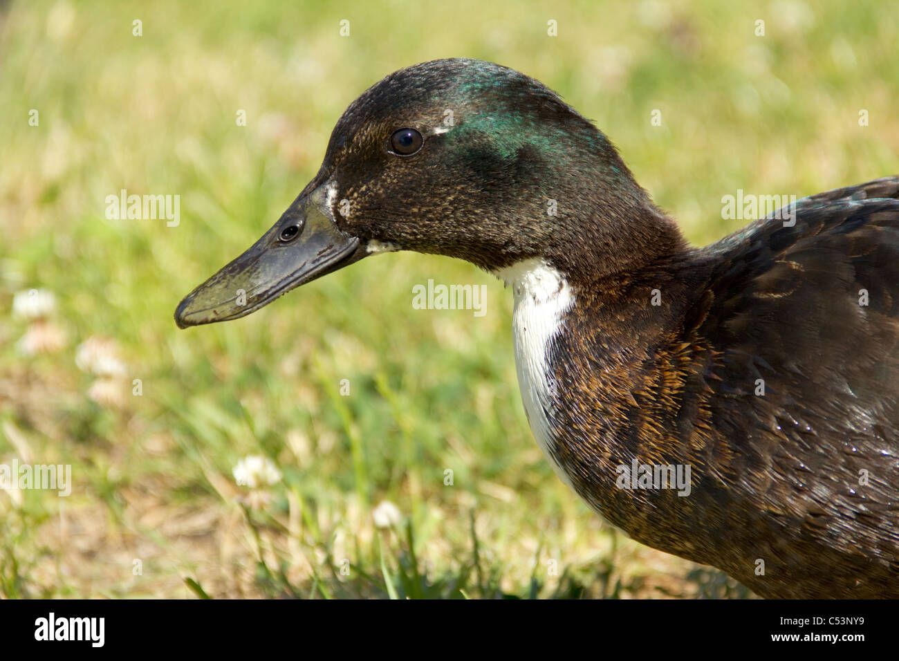 Duck portrait close up hi-res stock photography and images - Alamy