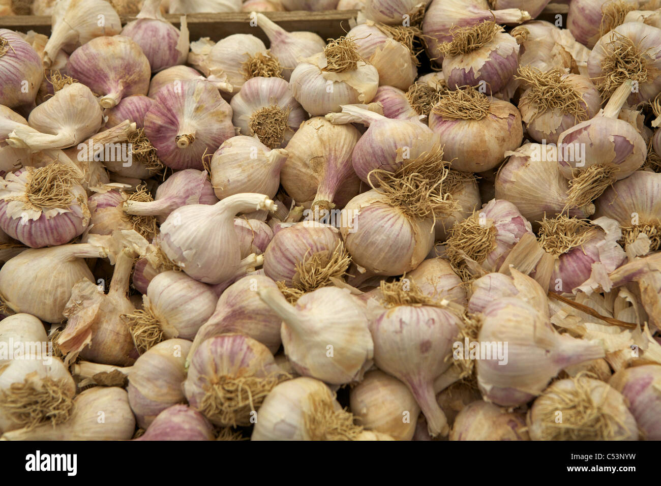 Garlic produced on the isle of white, shown at the Hampton court palace ...
