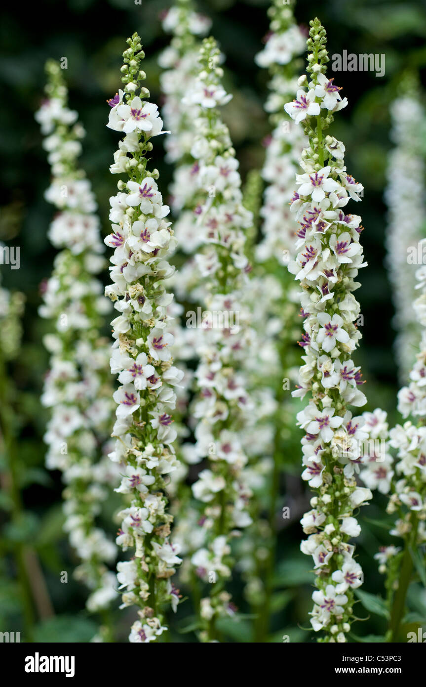 Tall garden flowers hi-res stock photography and images - Alamy