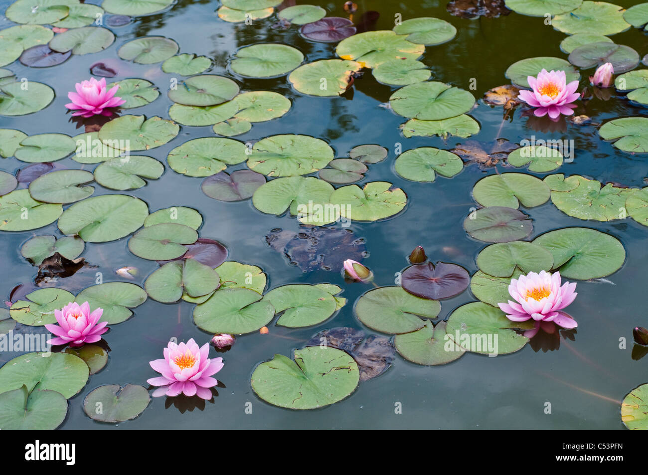 Nymphaea Rene Gerard - Water Lily Stock Photo - Alamy