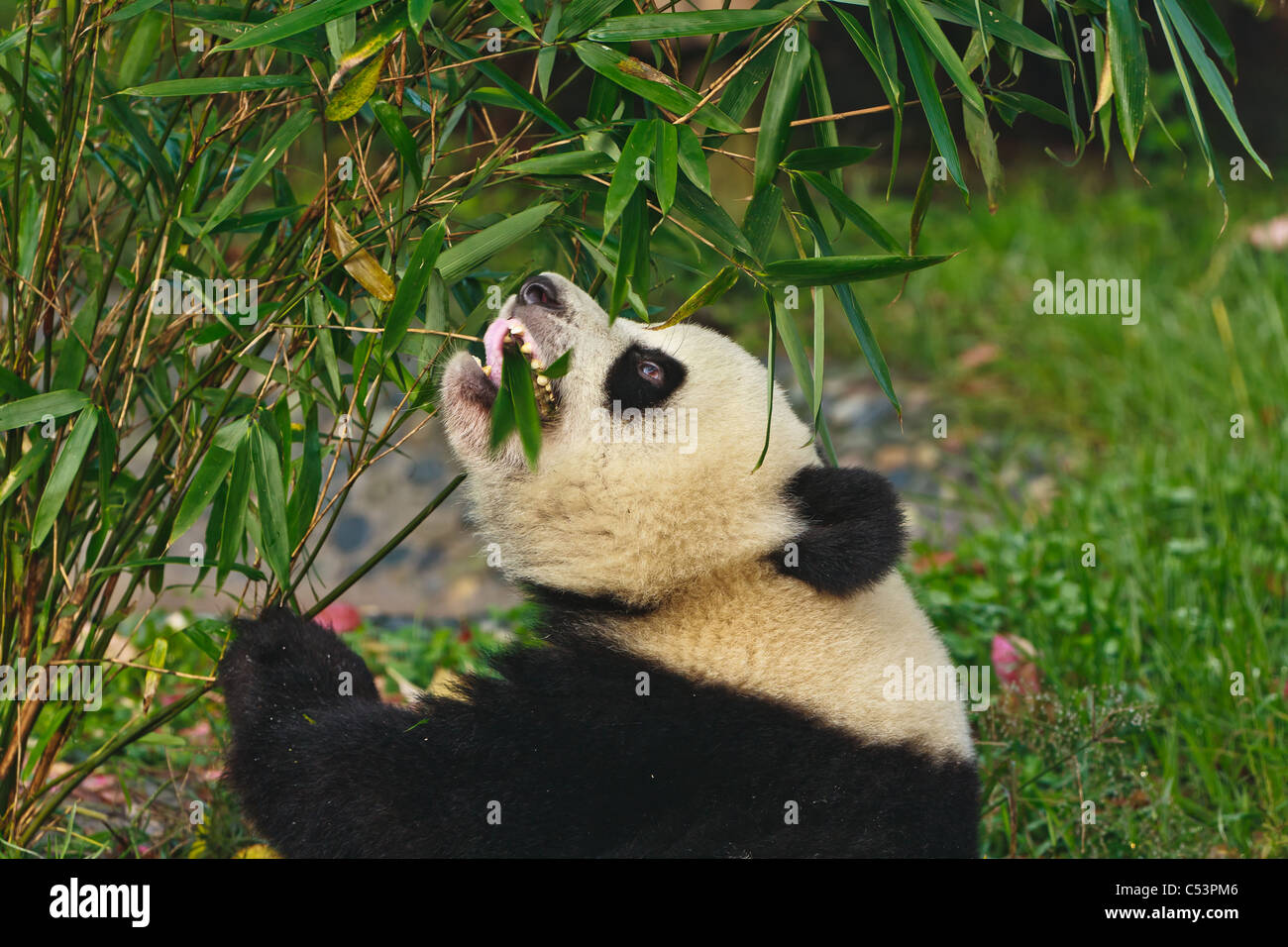 Panda bear eating bamboo at Chengdu Giant Panda Breeding Center Sichuan ...