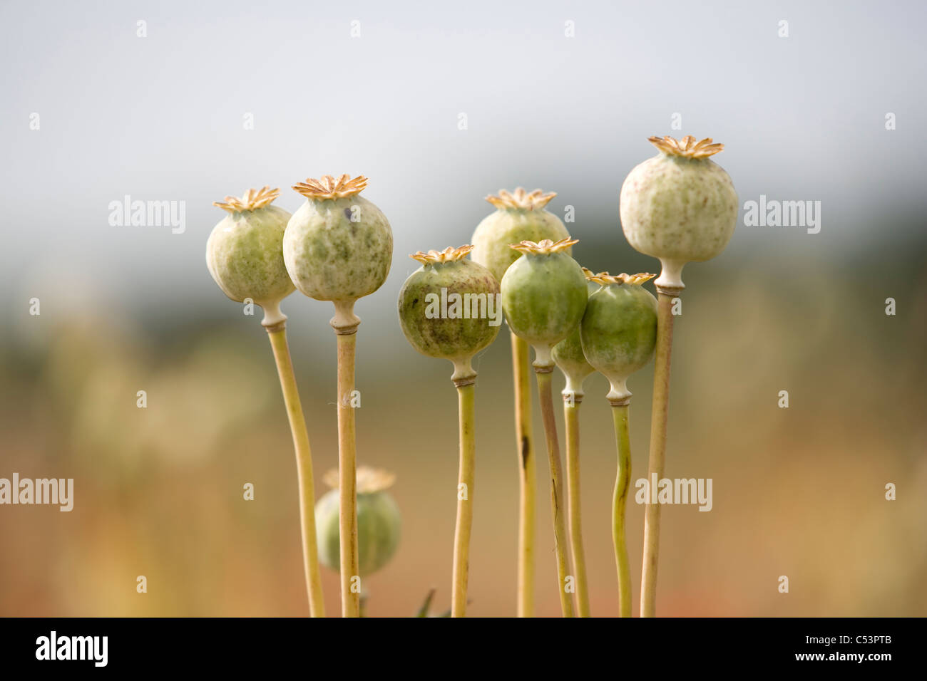 Poppy seed head hi-res stock photography and images - Alamy