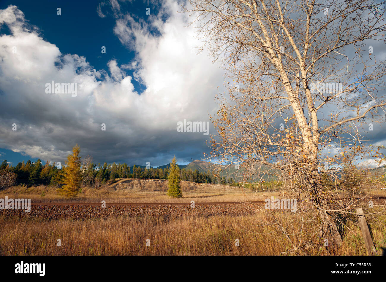 Scenery with tree and rail Stock Photo - Alamy