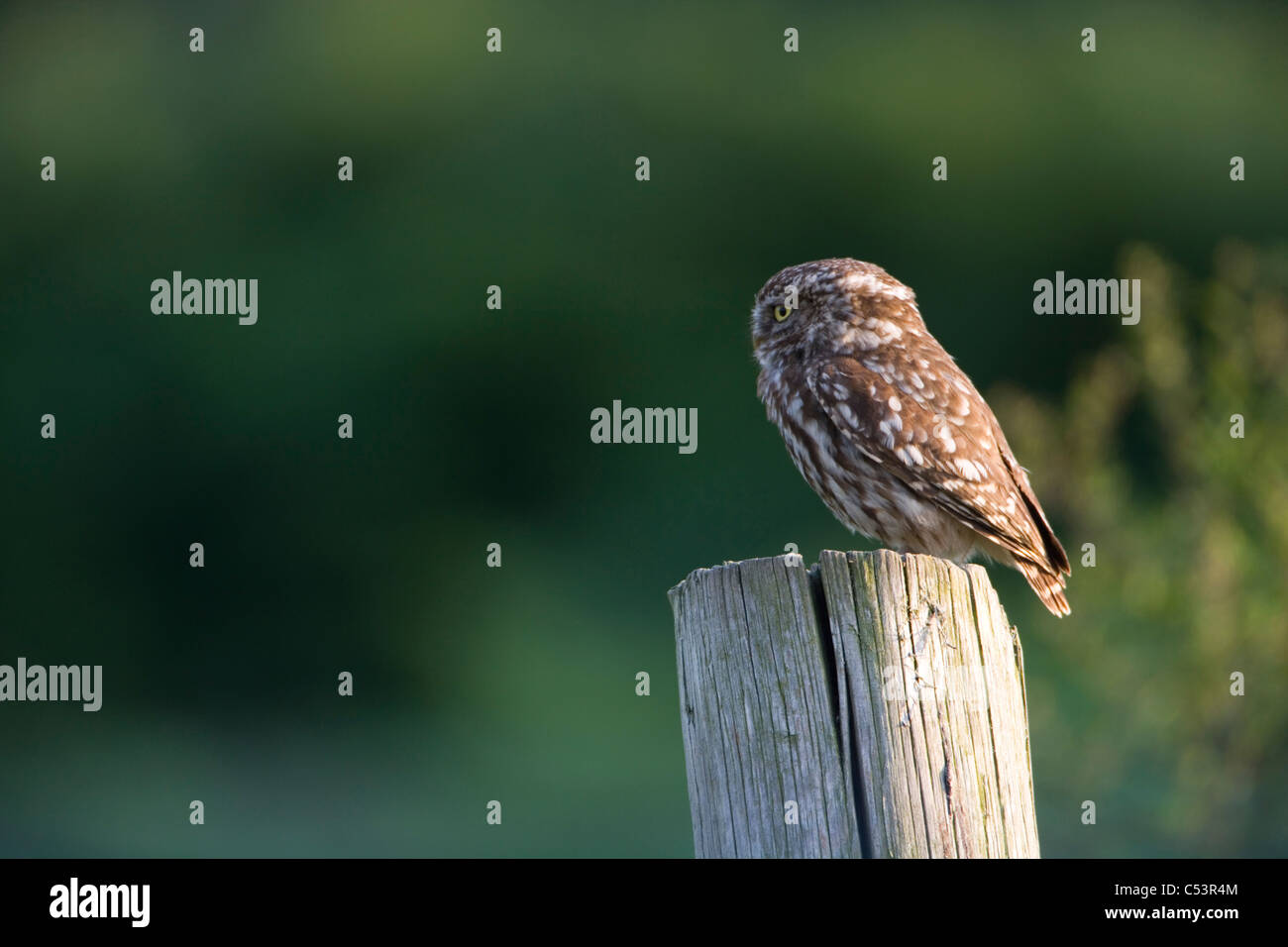 Little owl uk hi-res stock photography and images - Alamy