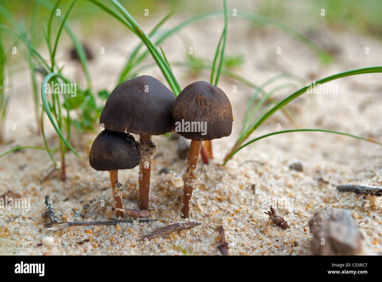 Fungi in sand dunes hi-res stock photography and images - Alamy