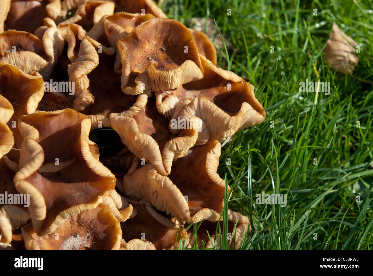 Brown Roll Rim fungus Paxillus involutus Stock Photo - Alamy