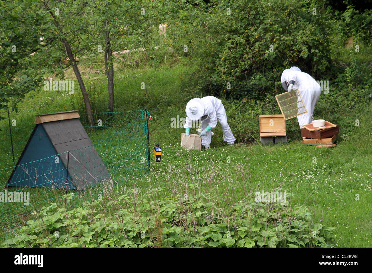 Uk bee keeping hi-res stock photography and images - Alamy