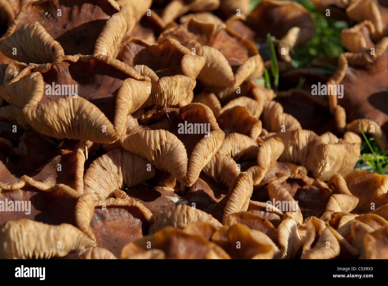Brown Roll Rim fungus Paxillus involutus Stock Photo - Alamy