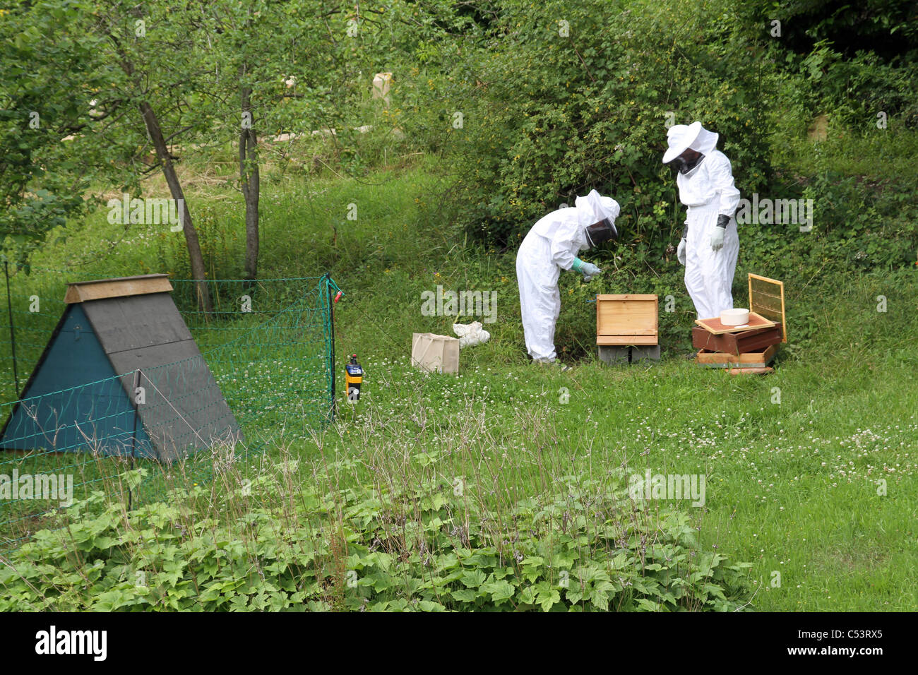 Uk bee keeping hi-res stock photography and images - Alamy