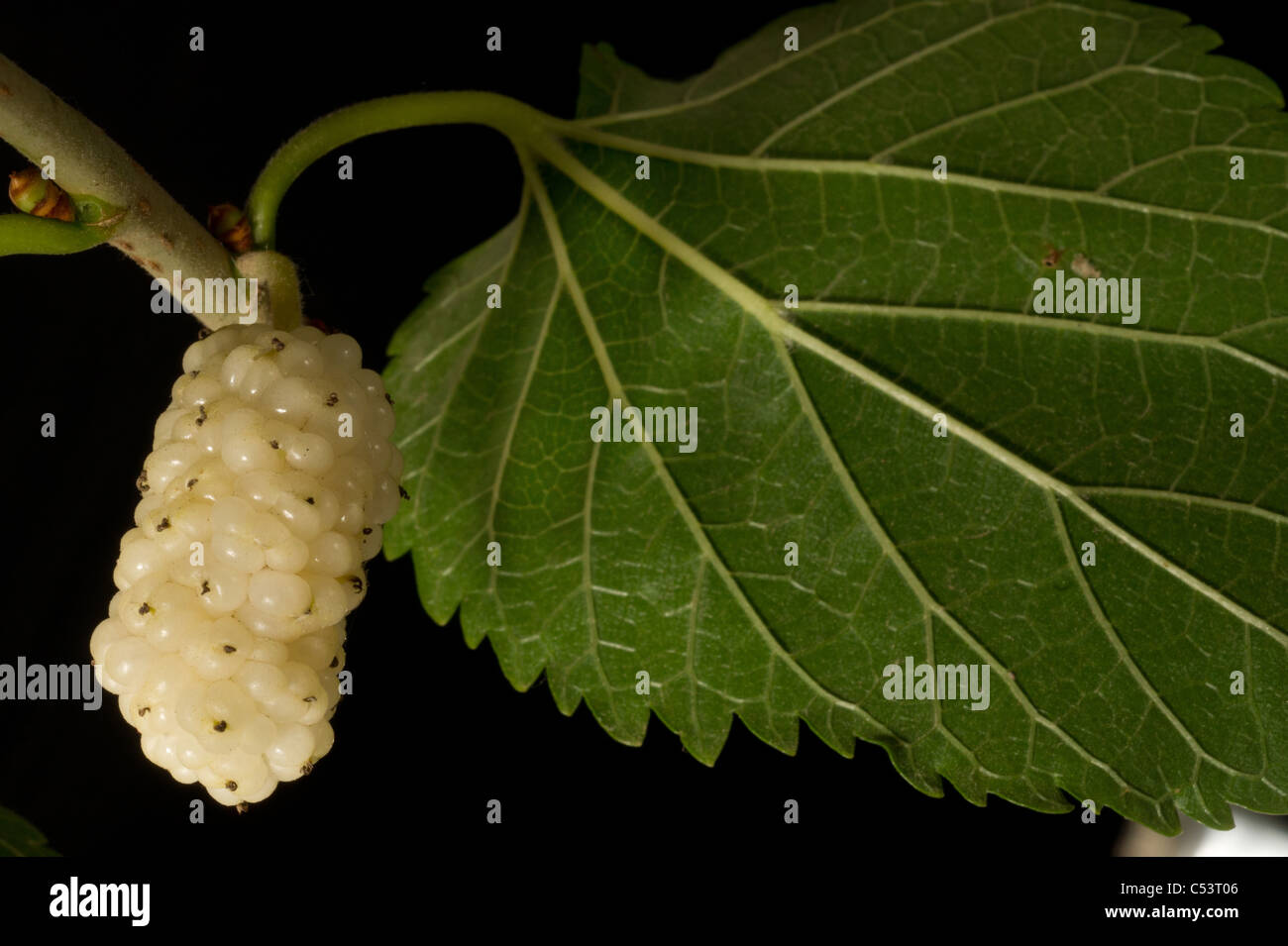 White mulberry tree hi-res stock photography and images - Alamy