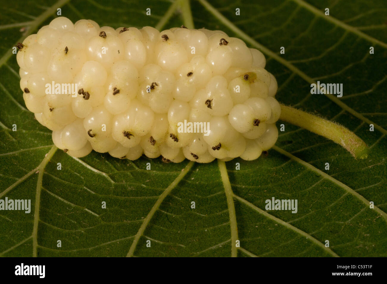 Mulberry pattern hi-res stock photography and images - Alamy