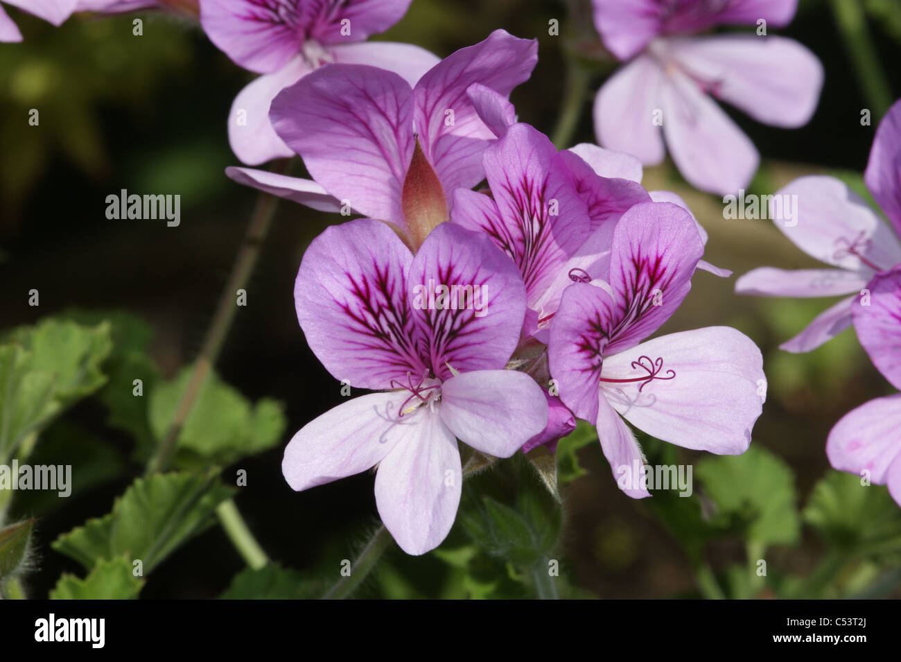 Pelargonium 'Cola Bottles' Stock Photo - Alamy