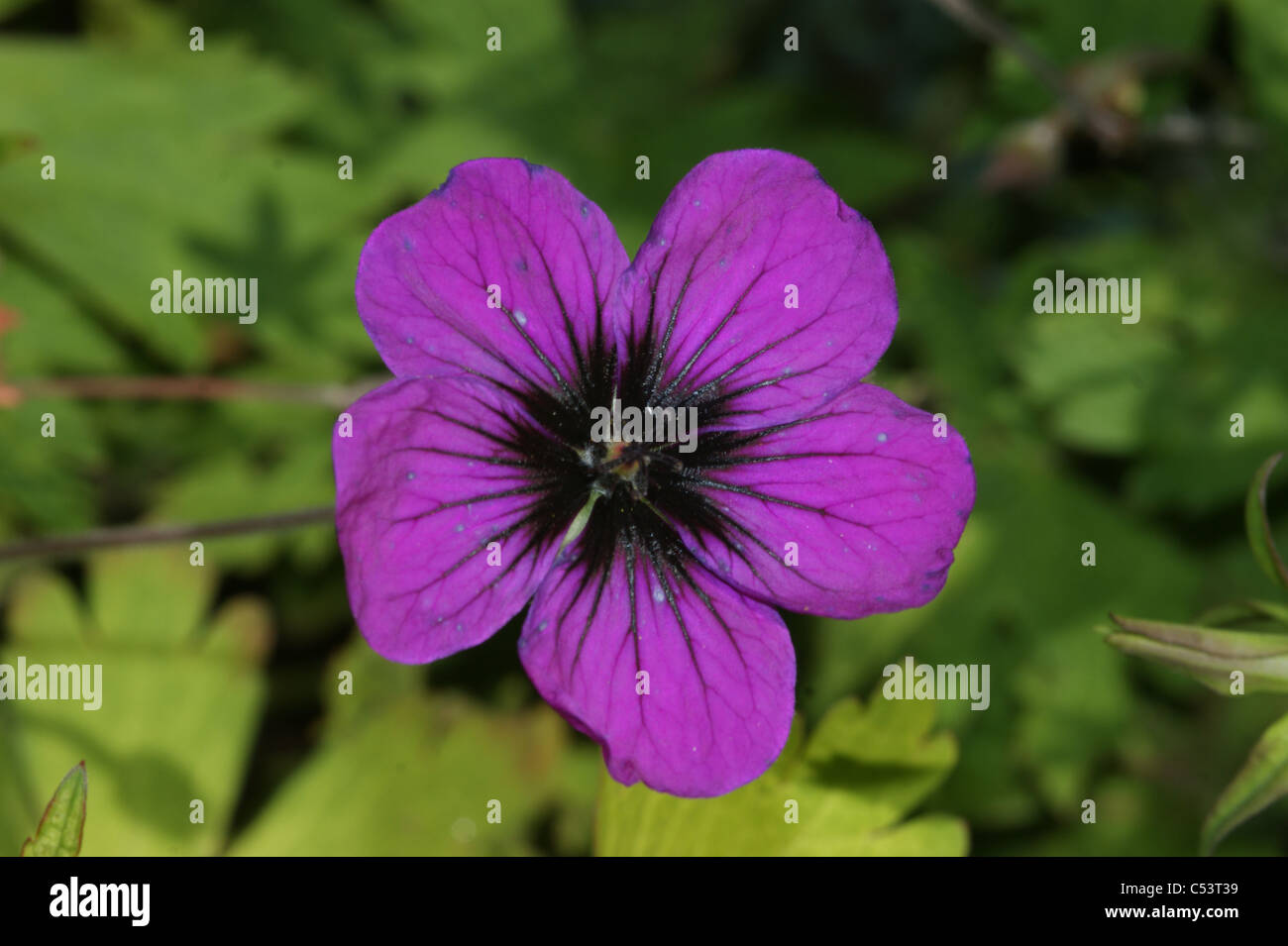 Geranium ann folkard hi-res stock photography and images - Alamy