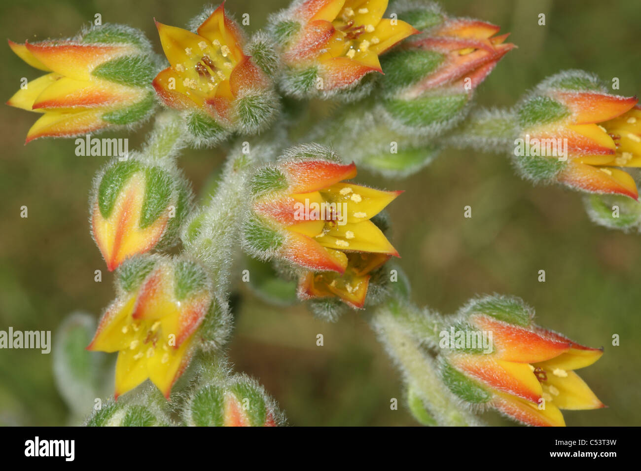 Echeveria echeveria setosa hi-res stock photography and images - Alamy