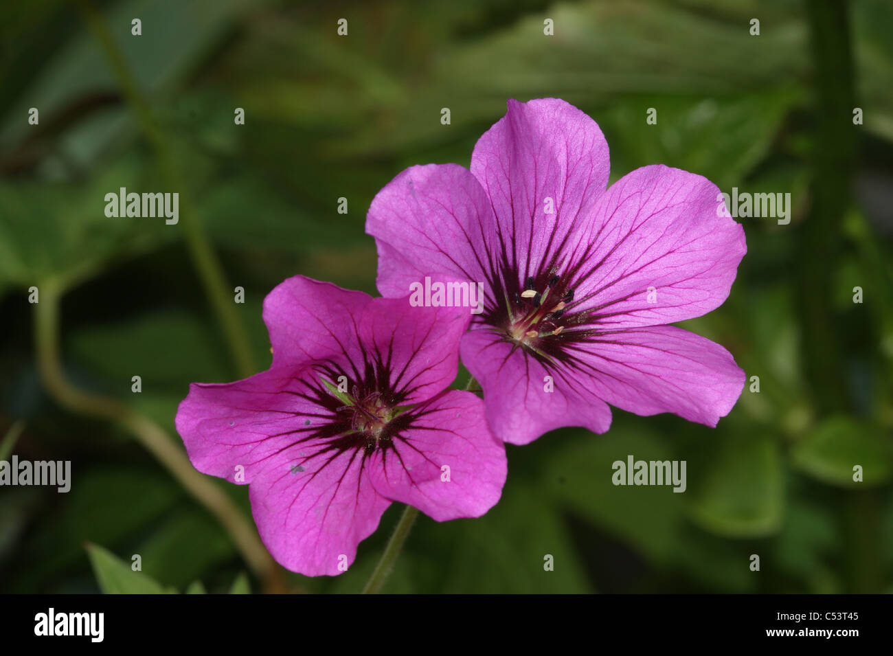 Geranium patricia hi-res stock photography and images - Alamy