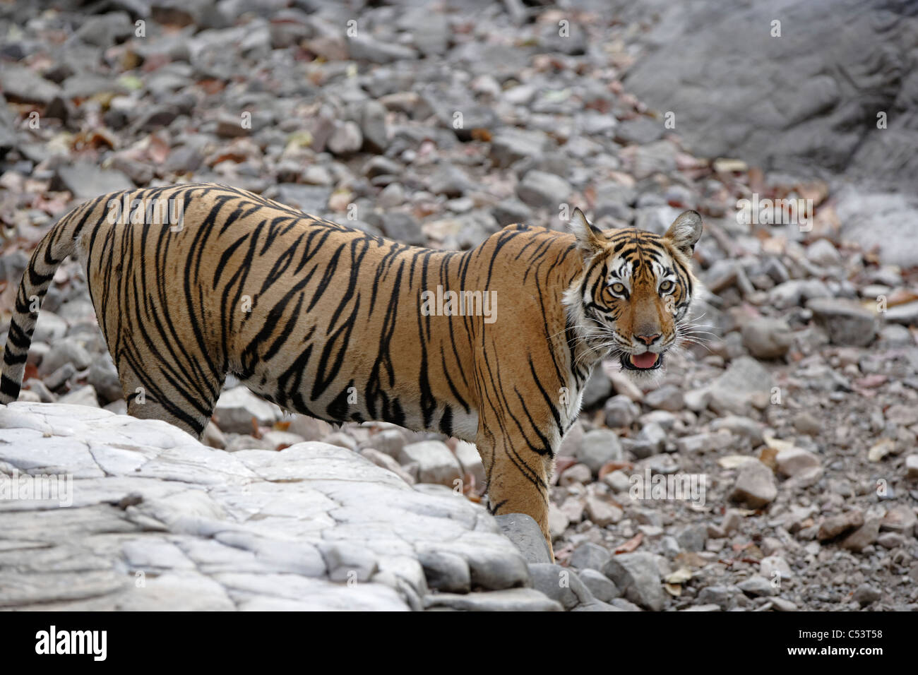 Stone tiger hi-res stock photography and images - Alamy
