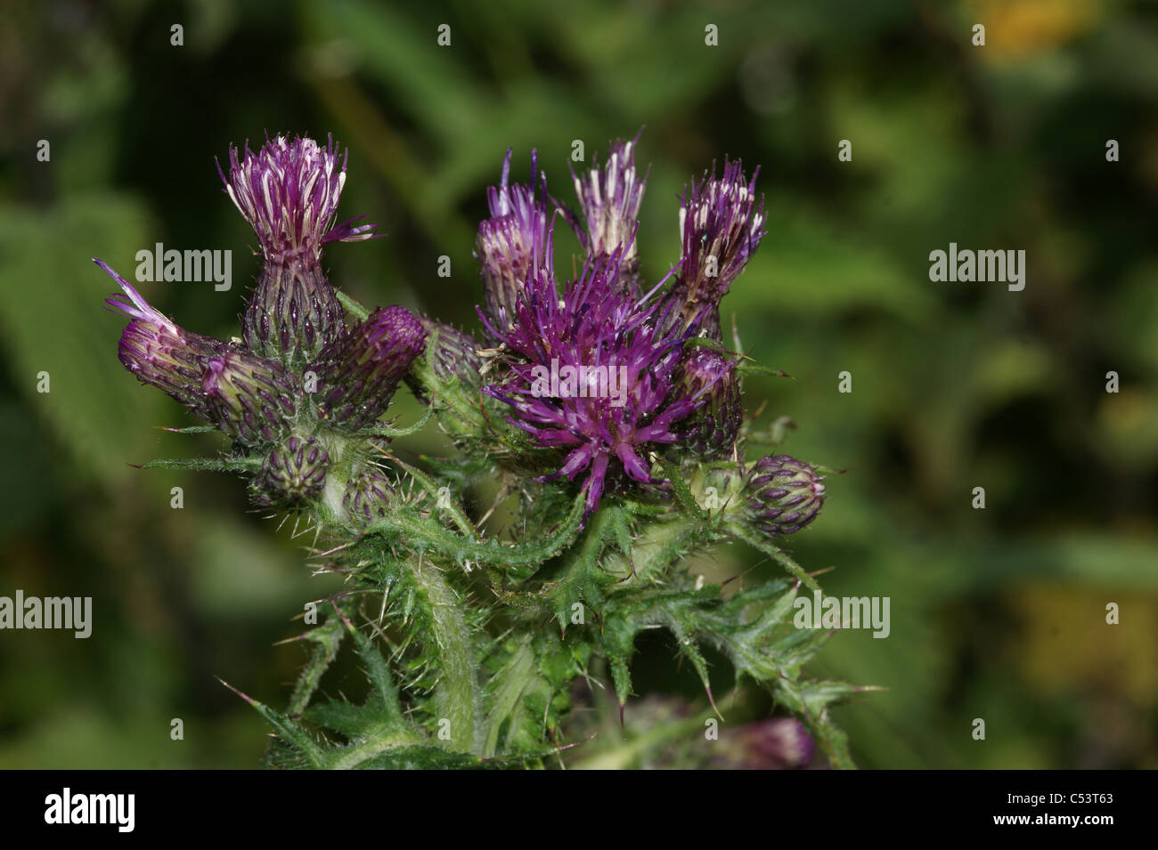 Native biennial hi-res stock photography and images - Alamy
