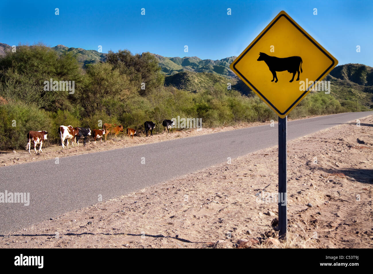 A bright yellow cow sign along a country road Stock Photo - Alamy