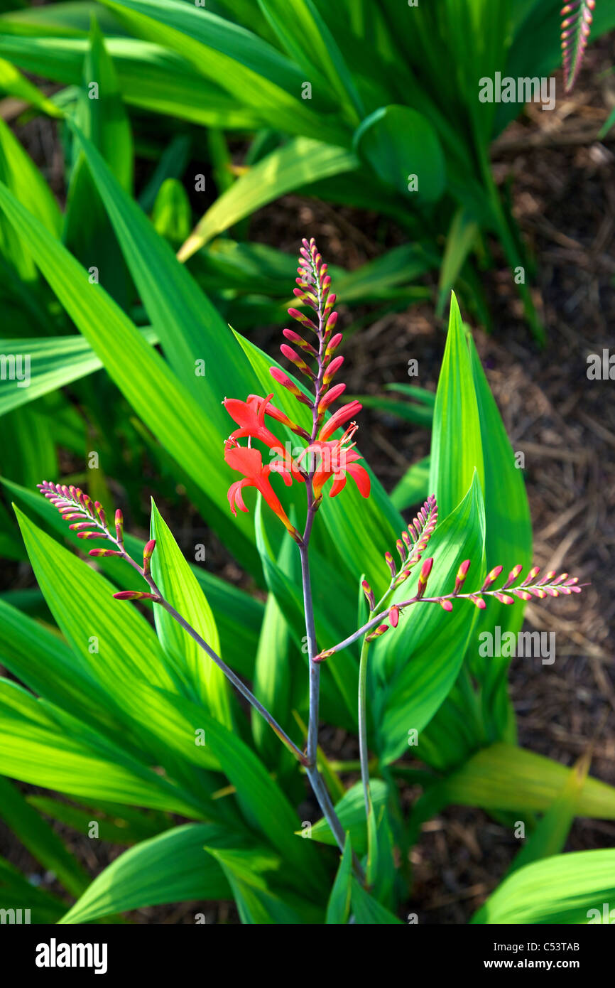 Red Crocosmia 'Lucifer' Flowers Stock Photo - Alamy