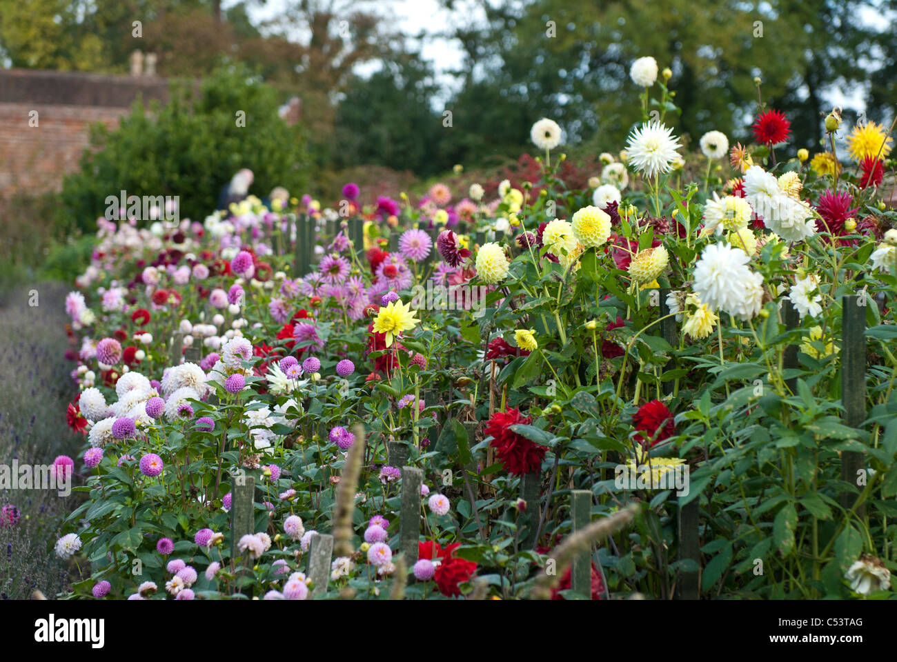 Dahlia border hi-res stock photography and images - Alamy