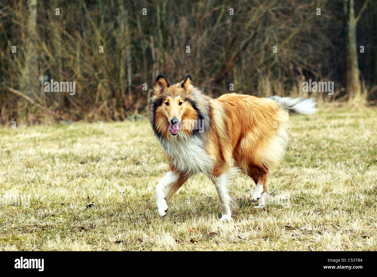 Rough dog hi-res stock photography and images - Alamy