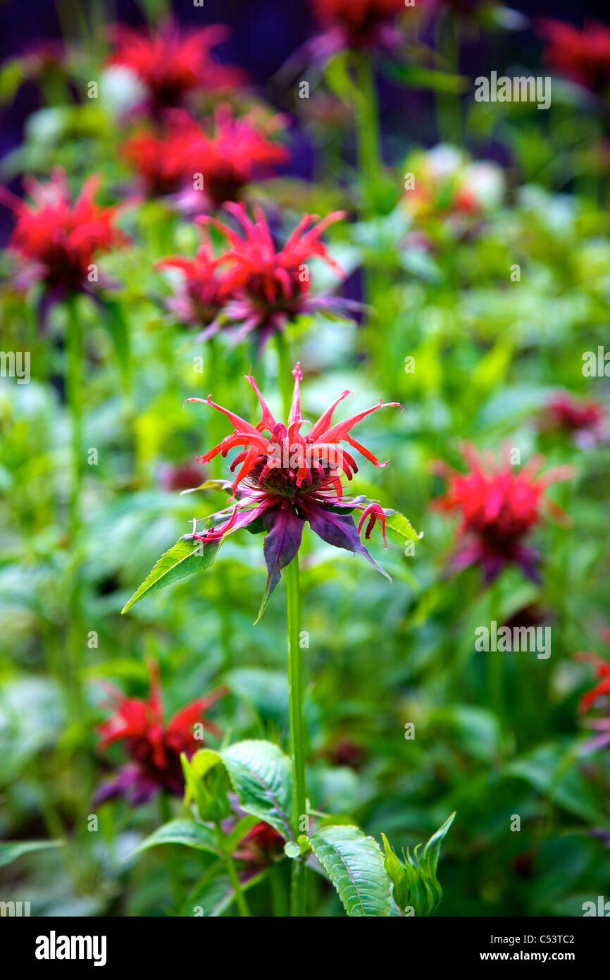 Squaw Flower High Resolution Stock Photography and Images - Alamy