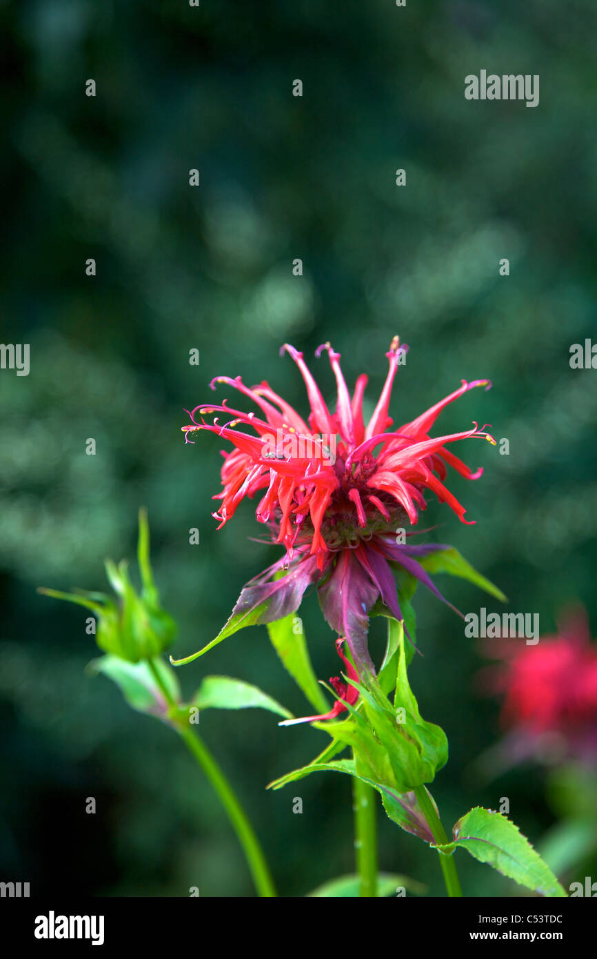 Squaw flower hi-res stock photography and images - Alamy