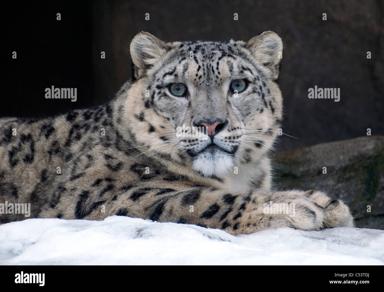 Male Snow Leopard Panthera Uncia High Resolution Stock Photography and ...