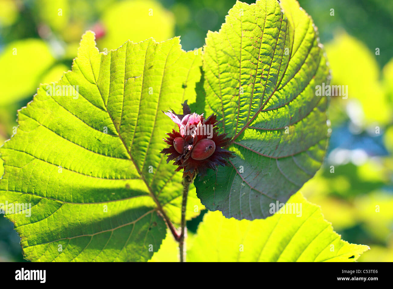 red young hazelnuts close up in the forest Stock Photo - Alamy