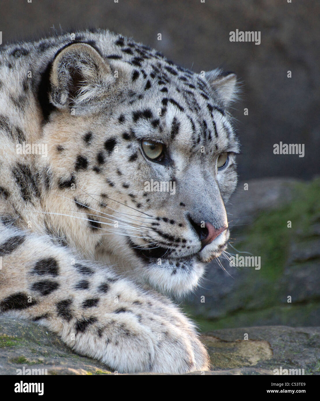 Female snow leopard (close-up Stock Photo - Alamy