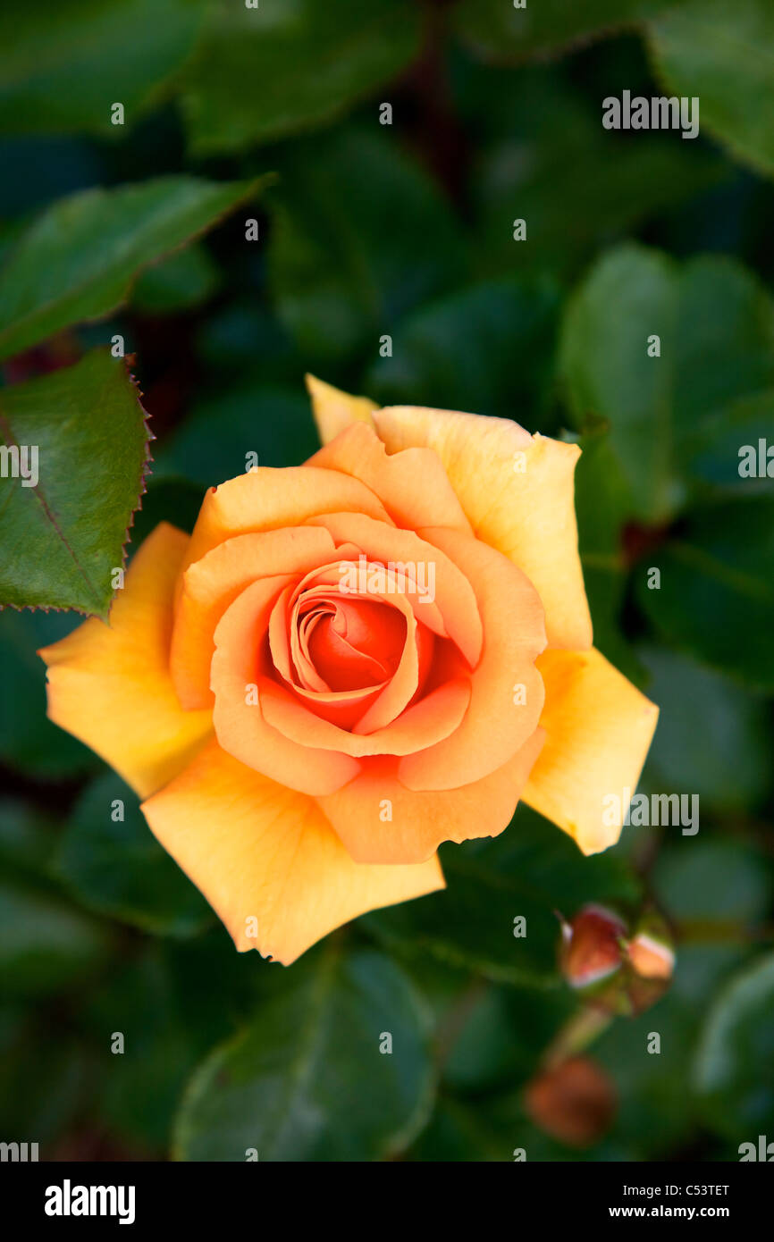 Rosa Simply the Best Macamster Rose in Bloom Stock Photo - Alamy