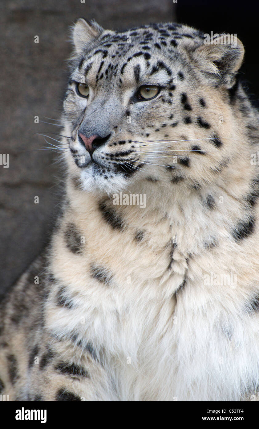 Female snow leopard Stock Photo - Alamy