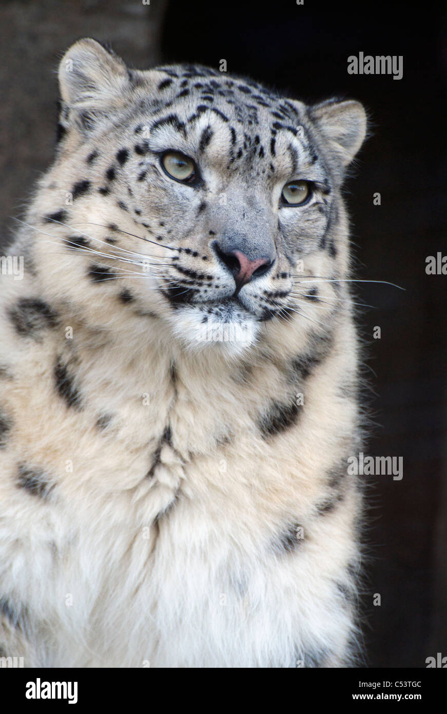 Female snow leopard Stock Photo - Alamy