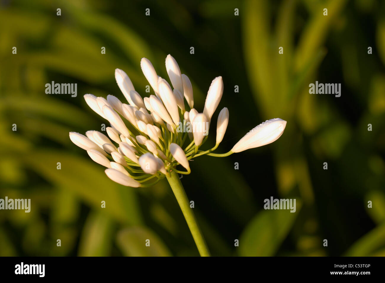 Ornamental onion flower hi-res stock photography and images - Alamy