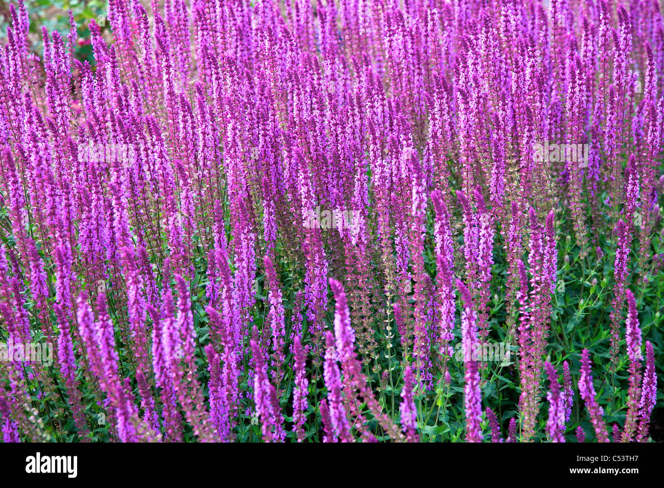 Salvia Border Stock Photos & Salvia Border Stock Images - Alamy