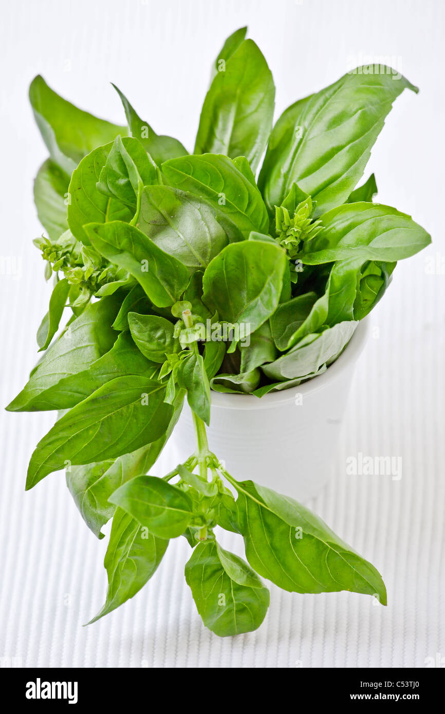 a bouquet of fresh basil in a white bowl Stock Photo - Alamy