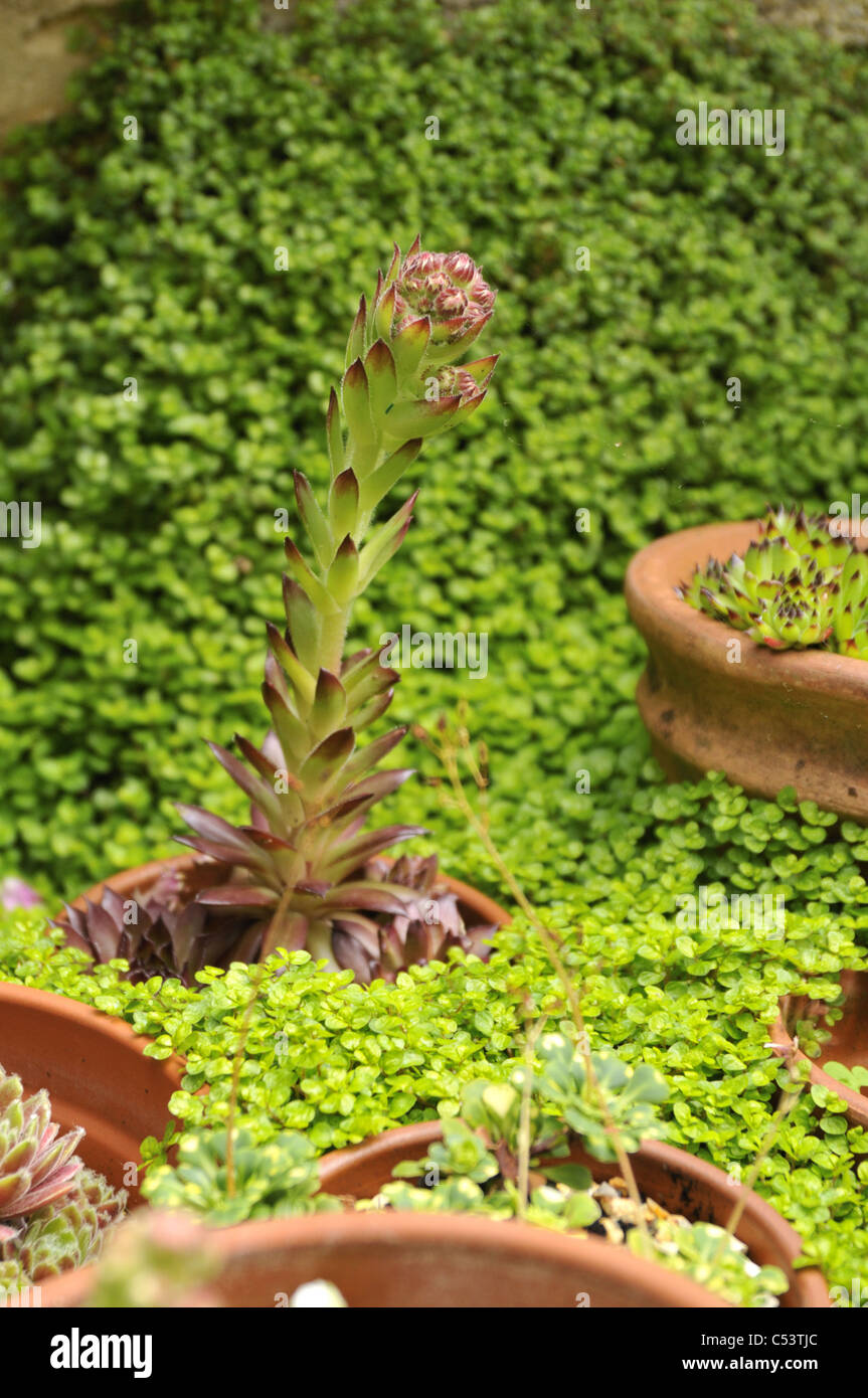 Close up of flowers of potted Sempervivum tectorum, Common Houseleek ...