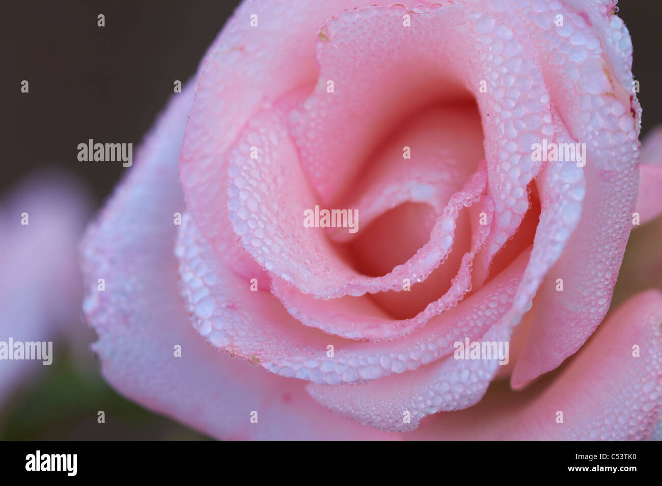 Pink rose covered by water drops Stock Photo - Alamy