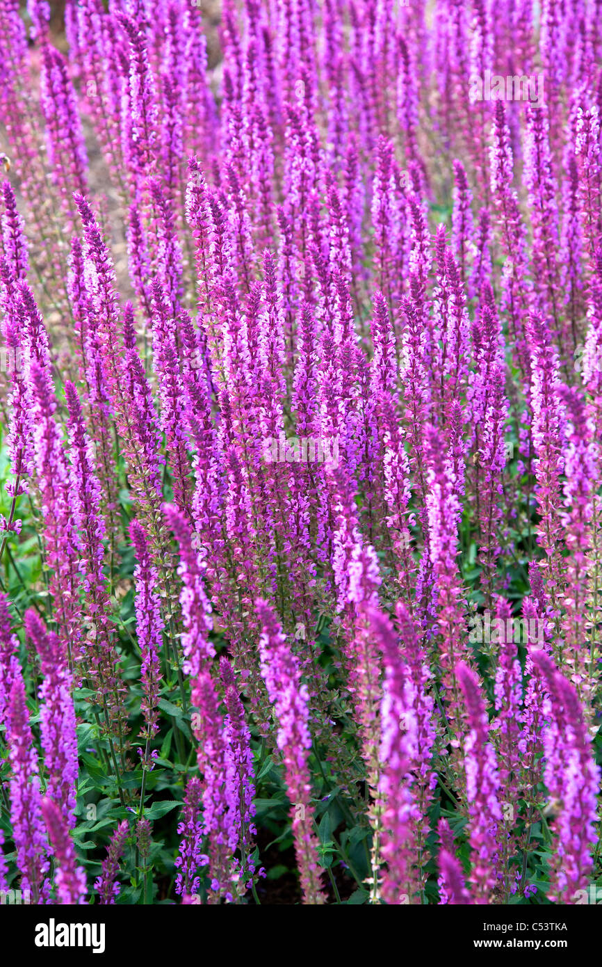 Salvia Nemorosa 'Amethyst' flowers in a garden border Stock Photo - Alamy