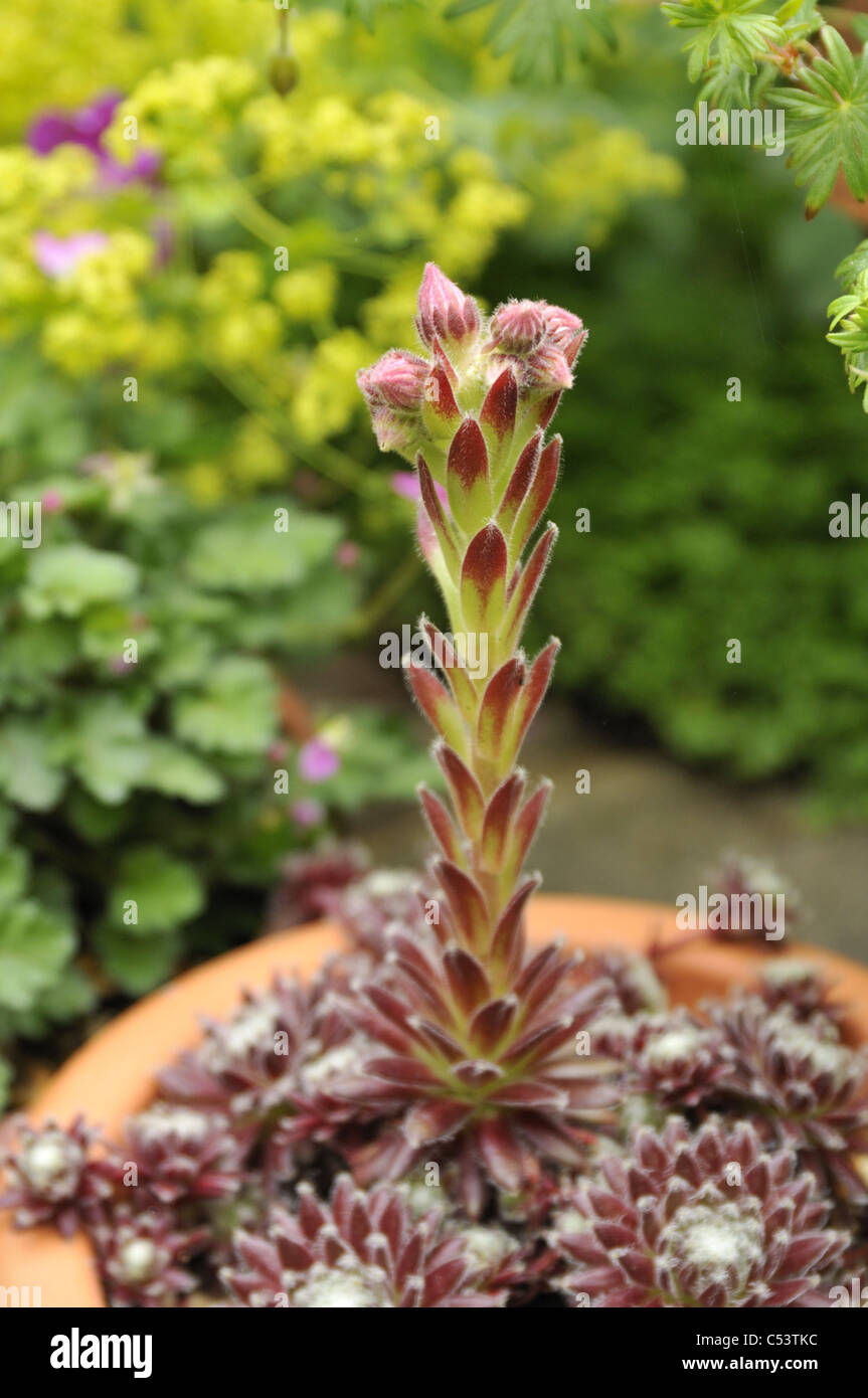 Dark pink flowers of Sempervivum tectorum, Common Houseleek, in a ...