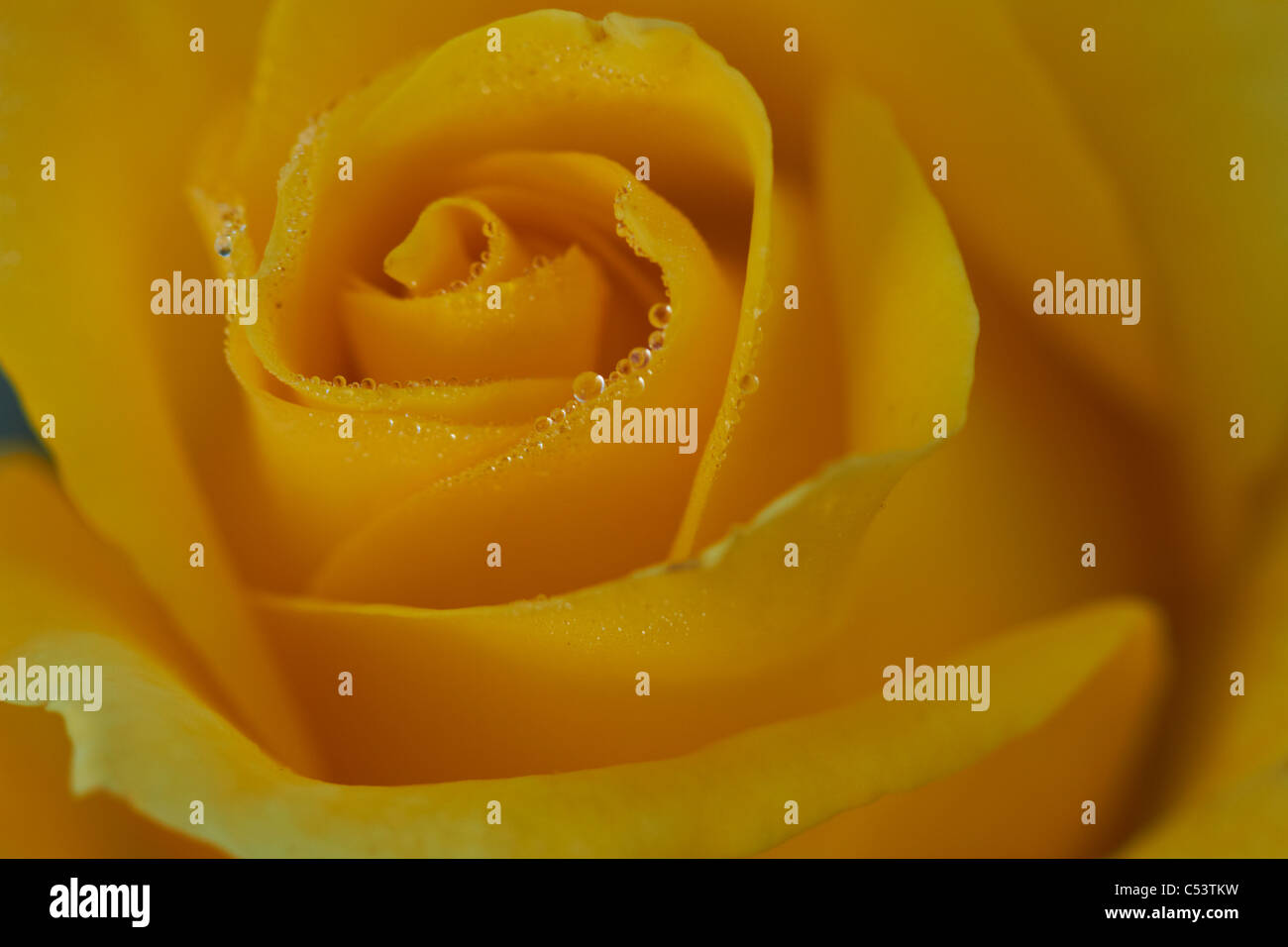 Yellow rose curves Stock Photo - Alamy