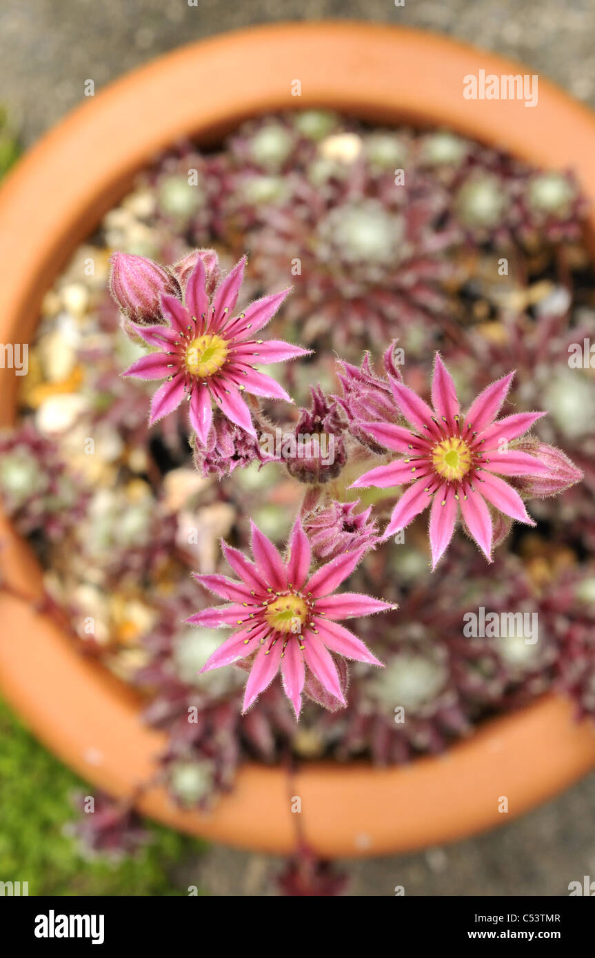 PInk cerise flowers of Sempervivum tectorum, Houseleek Stock Photo - Alamy